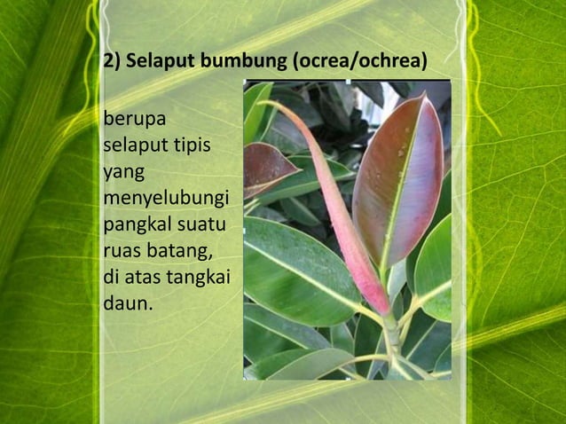 PPT Morfologi Tumbuhan - Daun dan Bangun Daun | PPTX