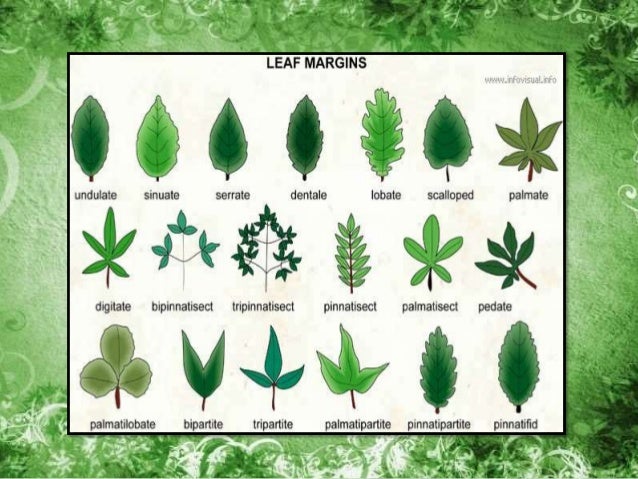 PPT Morfologi Tumbuhan - Daun dan Bangun Daun