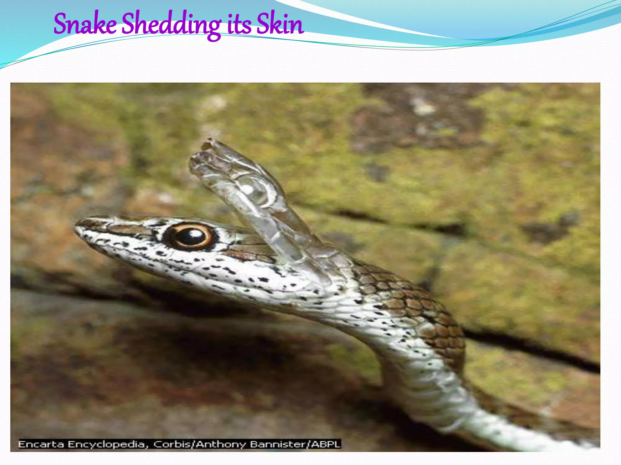 1 snake charmer story | PPTX