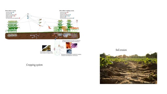 1 Soil fertility and productivity.pptx | Agriculture | Industries