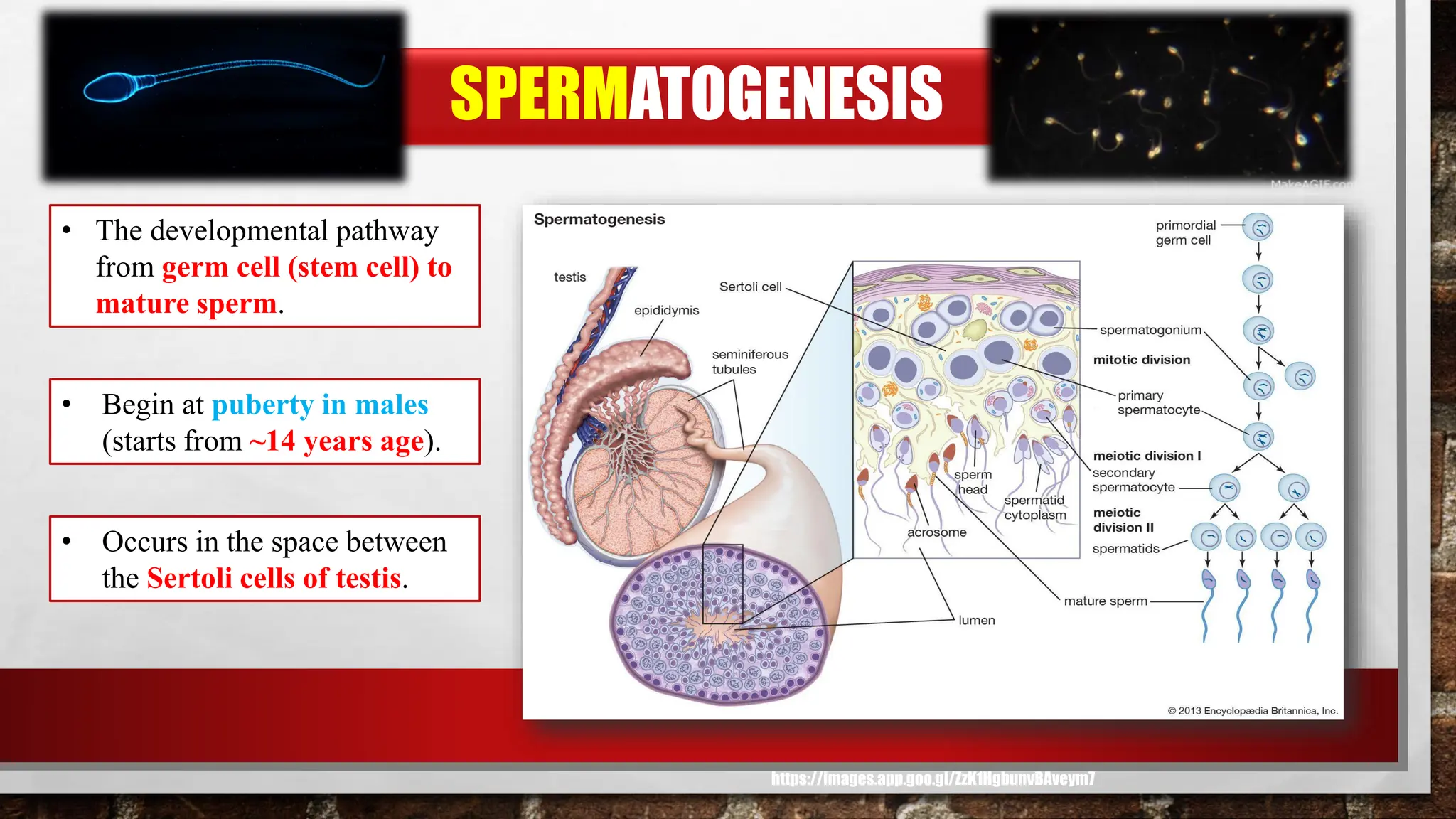 Gametogenesis: Male gametes Formation Process / Spermatogenesis .pdf