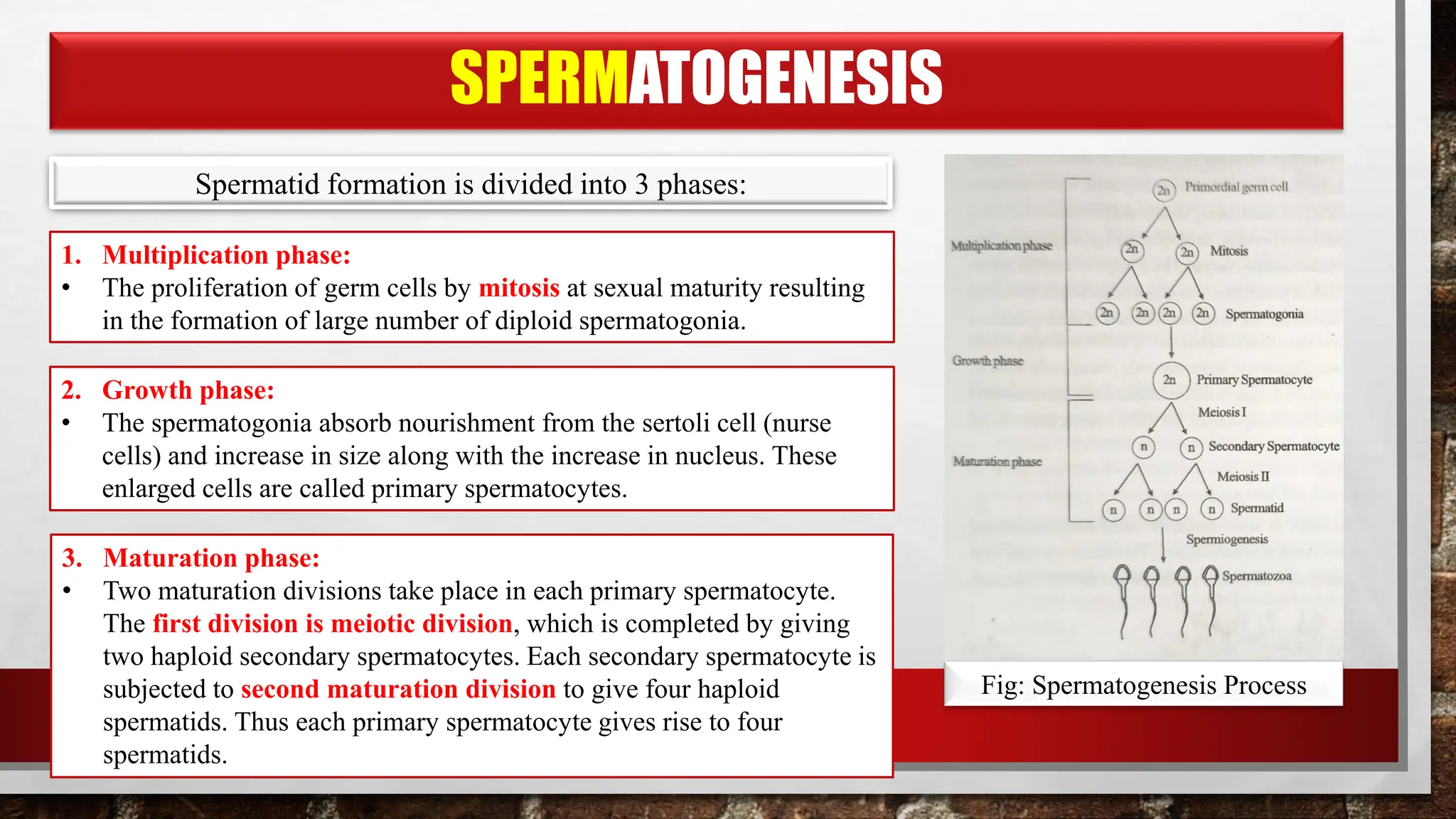 Gametogenesis: Male gametes Formation Process / Spermatogenesis .pdf