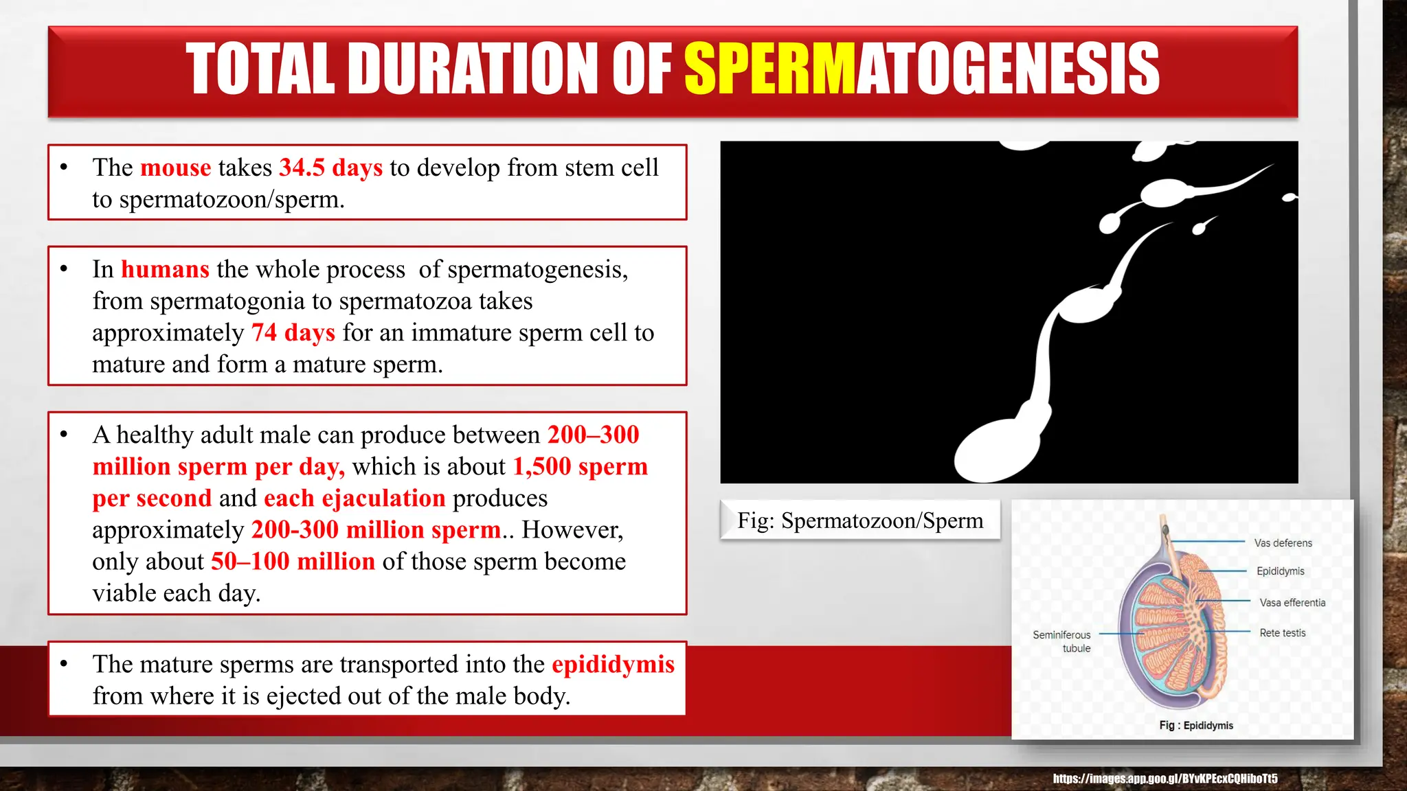 Gametogenesis: Male gametes Formation Process / Spermatogenesis .pdf