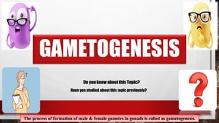 Gametogenesis: Male gametes Formation Process / Spermatogenesis .pdf