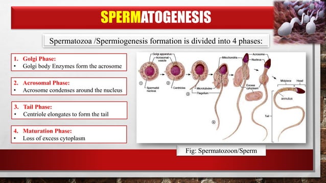Gametogenesis: Male gametes Formation Process / Spermatogenesis .pdf