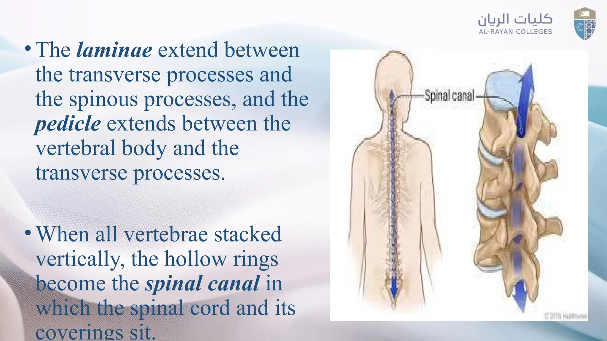 1 SPINAL ANESTHESIA anatomical background and technique | PPTX