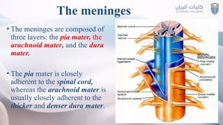 1 SPINAL ANESTHESIA anatomical background and technique | PPTX
