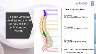 1 SPINAL ANESTHESIA anatomical background and technique | PPTX