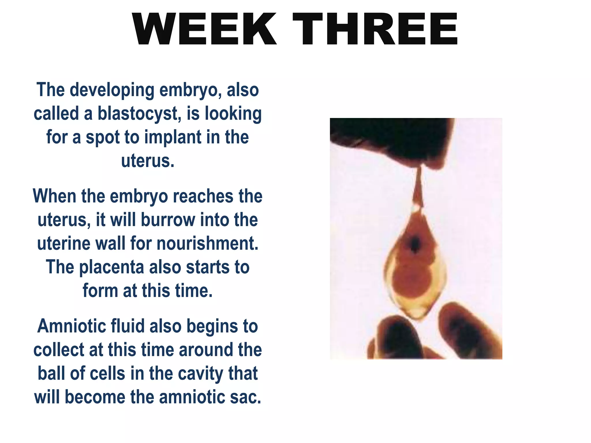 1st-8th week of pregnancy | PPT