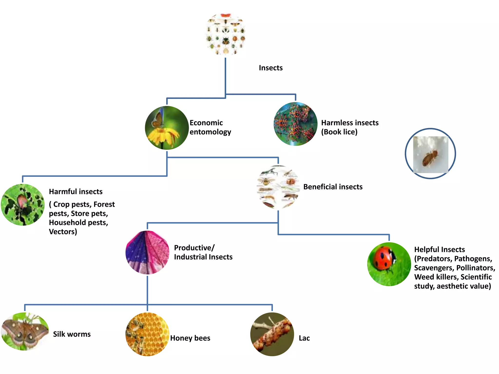 1st chapter introduction to sericulture | PPTX
