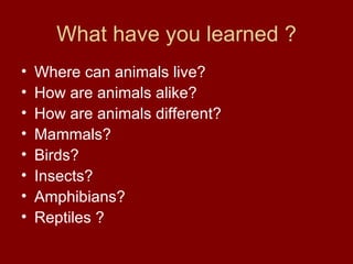 Animals | PPT