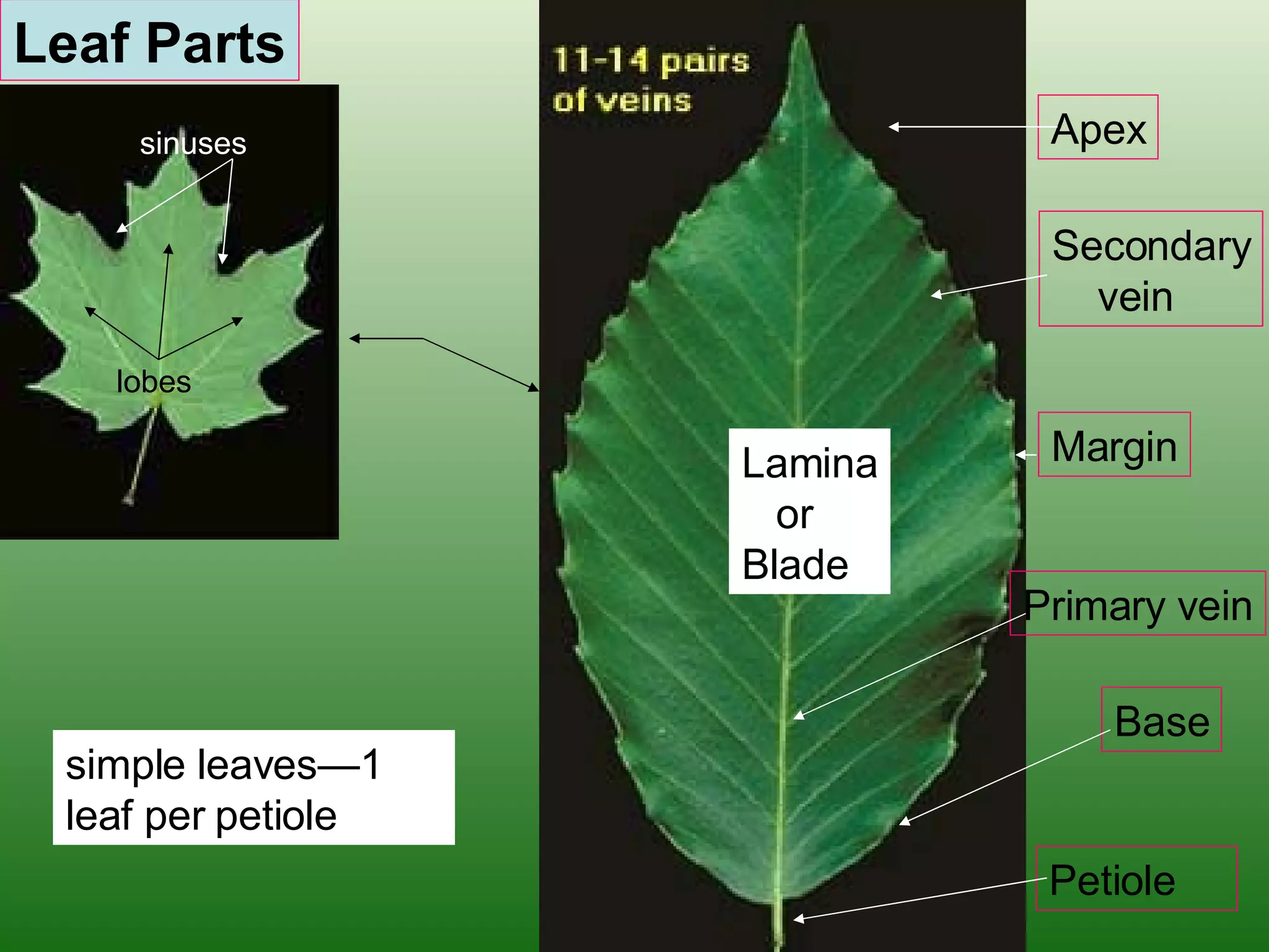 1st Lecture Flowers And Leaves | PPT