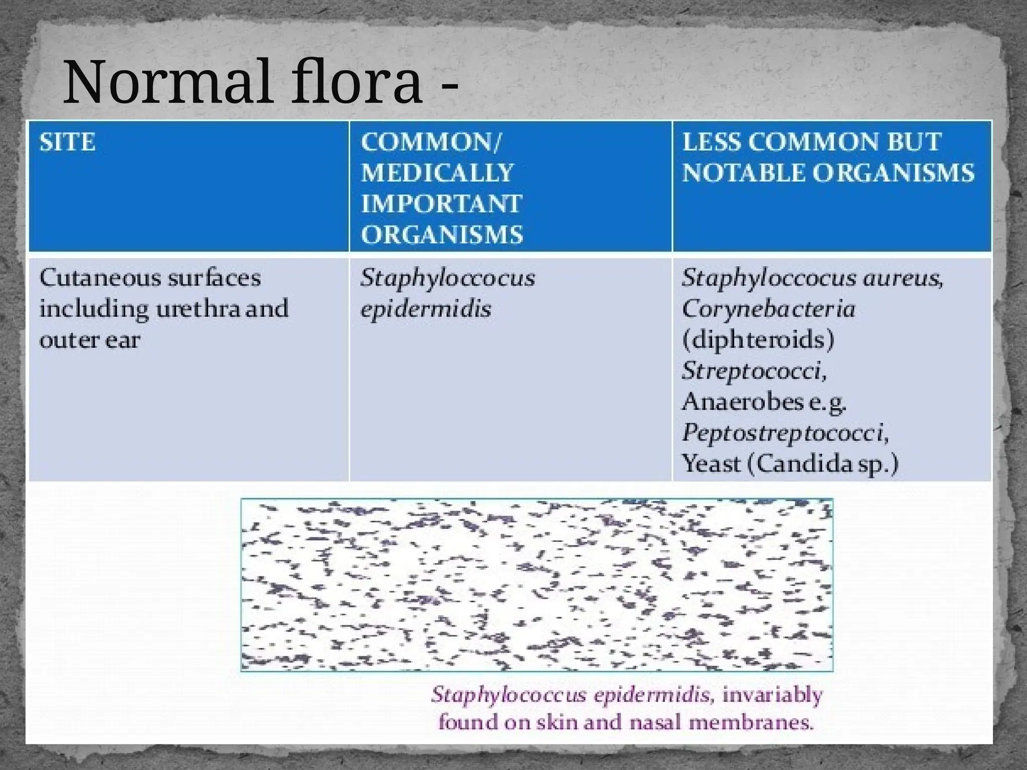 1st 2nd normal microflora.pptxgfghfgjxdvb | PPT