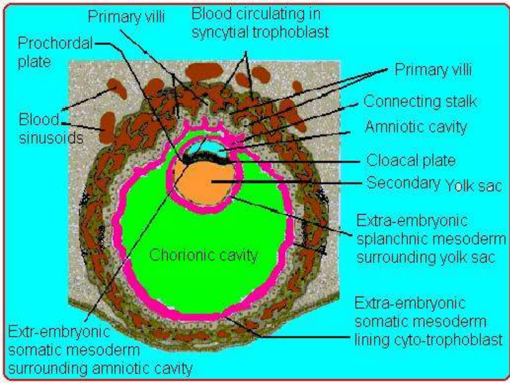 1st & 2nd weeks of development | PPTX