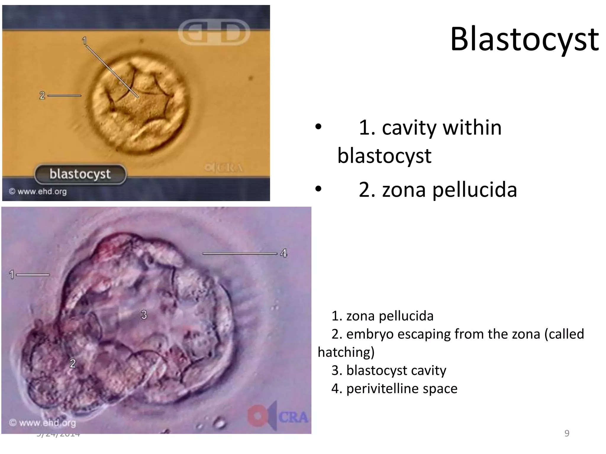 1st & 2nd weeks of development | PPTX
