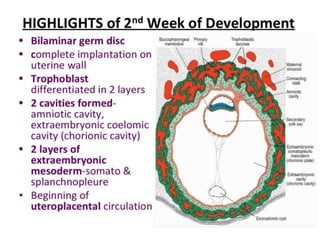 1st & 2nd weeks of development | PPTX