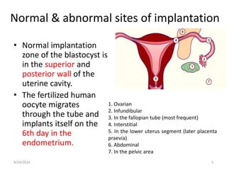 1st & 2nd weeks of development | PPTX