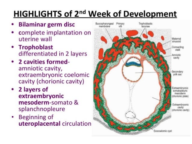 1st & 2nd weeks of development