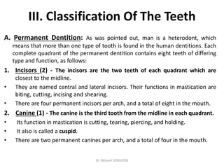 Introduction of dental anatomy | PDF