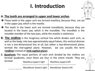 Introduction of dental anatomy | PDF