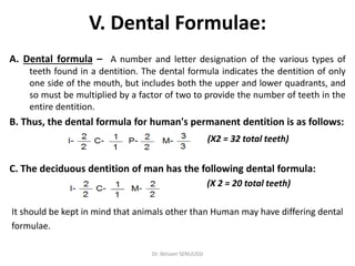 Introduction of dental anatomy | PDF