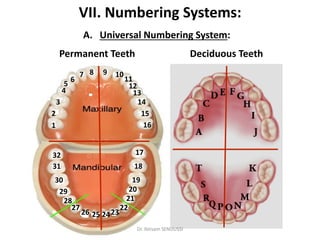 Introduction of dental anatomy | PDF