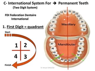 Introduction of dental anatomy | PDF | Dental Health | Diseases and ...