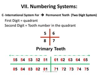Introduction of dental anatomy | PDF