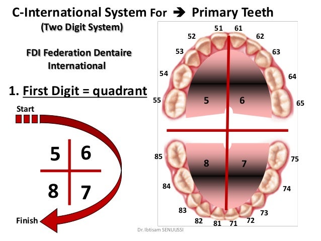 Introduction of dental anatomy