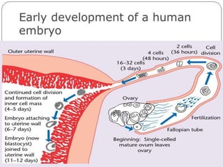 1st and 2nd week of human development | PPTX