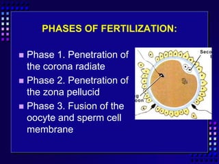 1st and 2nd week of human development | PPTX | Pregnancy | Reproductive ...
