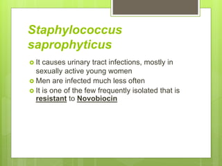 1 STAPHYLOCOCCUS.ppt