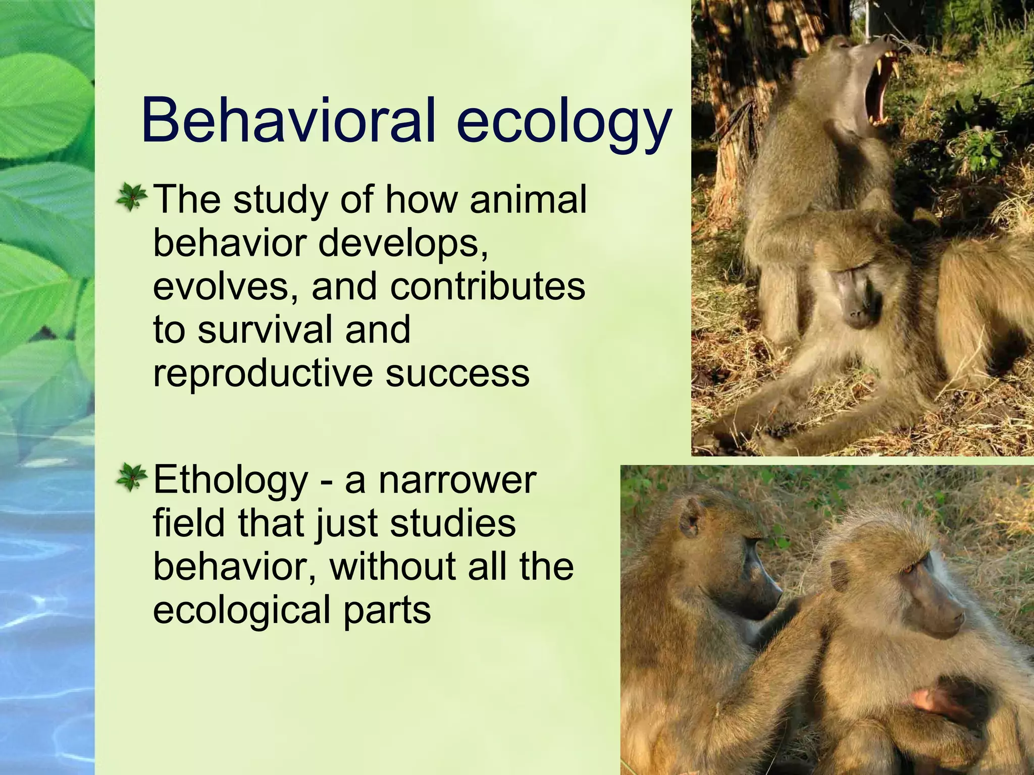 AP Biology behavioral ecology | PPT