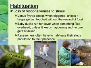 AP Biology behavioral ecology | PPT
