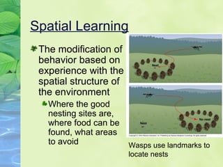 AP Biology behavioral ecology | PPT