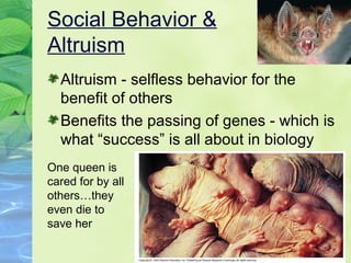 AP Biology behavioral ecology | PPT