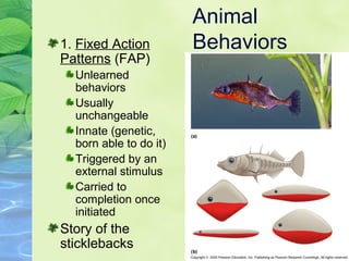 AP Biology behavioral ecology | PPT