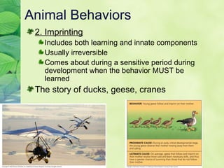 AP Biology behavioral ecology | PPT