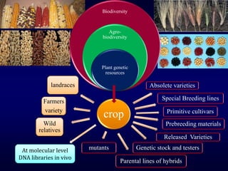 Approach in Plant Genetic Resource Management | PPTX