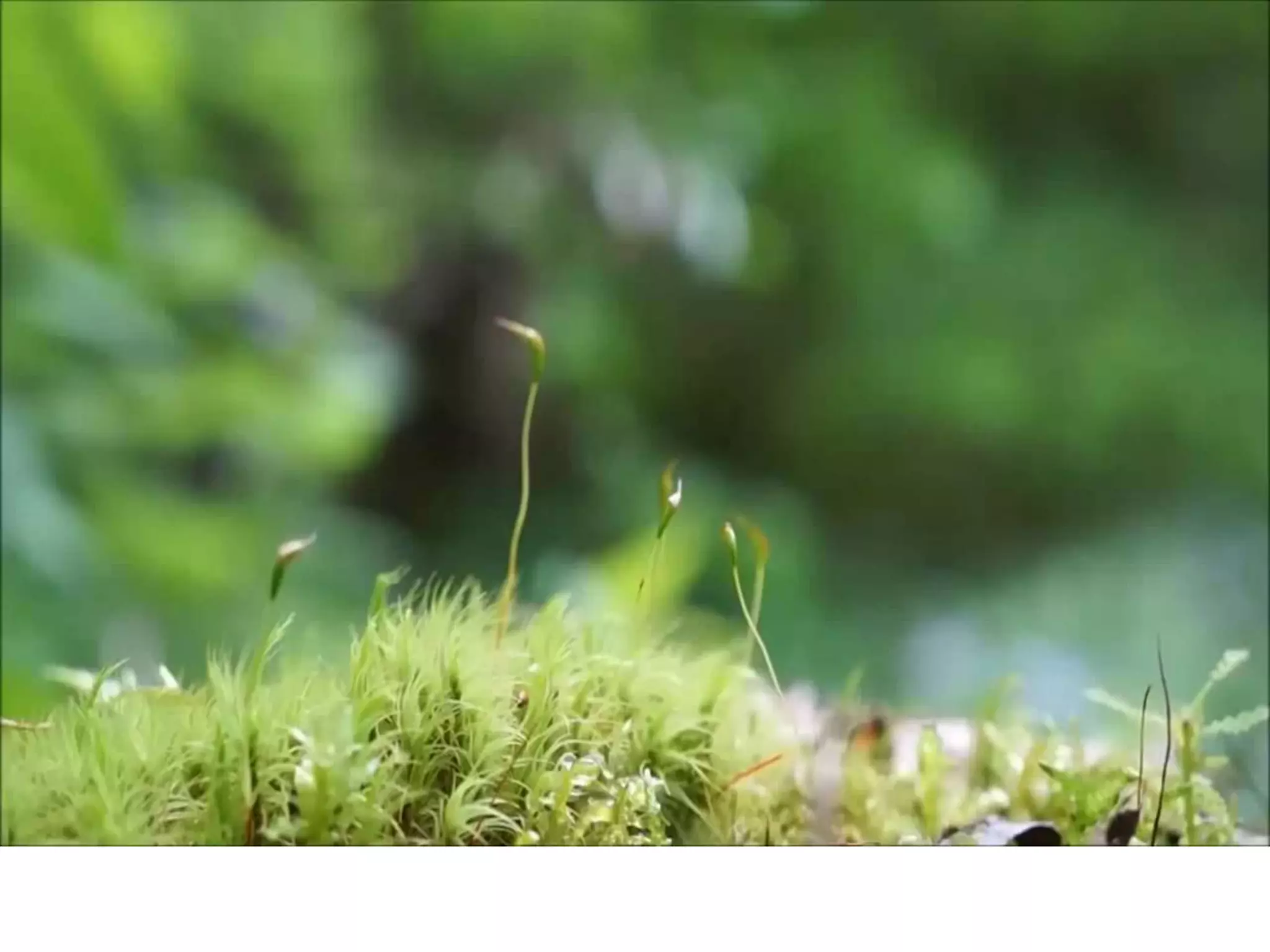 Filipino 9 Gramatika: Pandiwang nasa Panaganong Paturol | PPTX