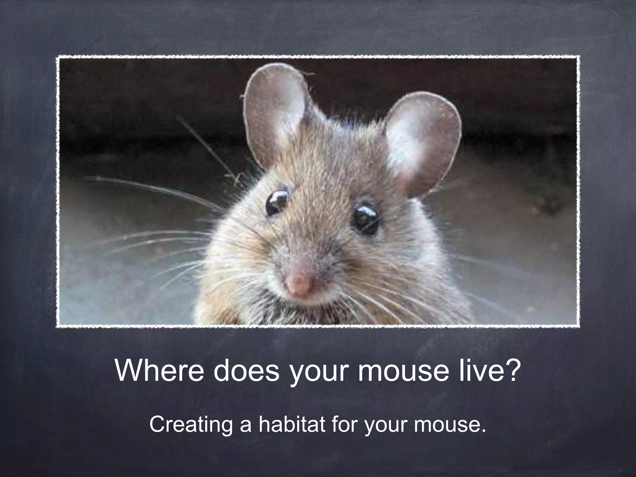 1st grade mice habitat | PPTX