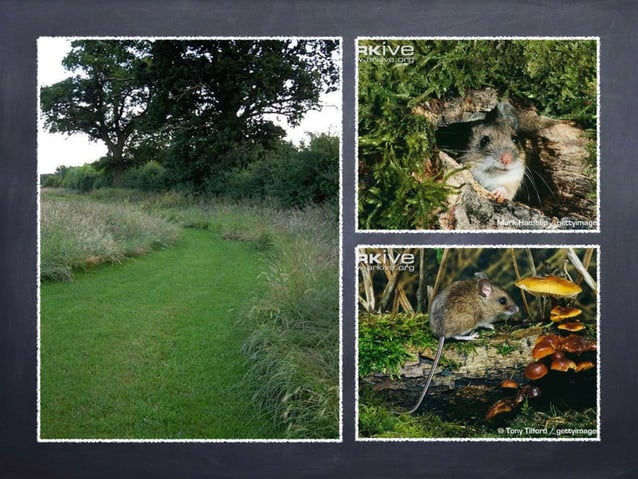 1st grade mice habitat | PPT
