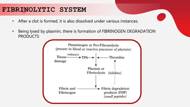 Hemostasis & Blood Coagulation - Abir Debnath, Batch 17 AGMC.pptx