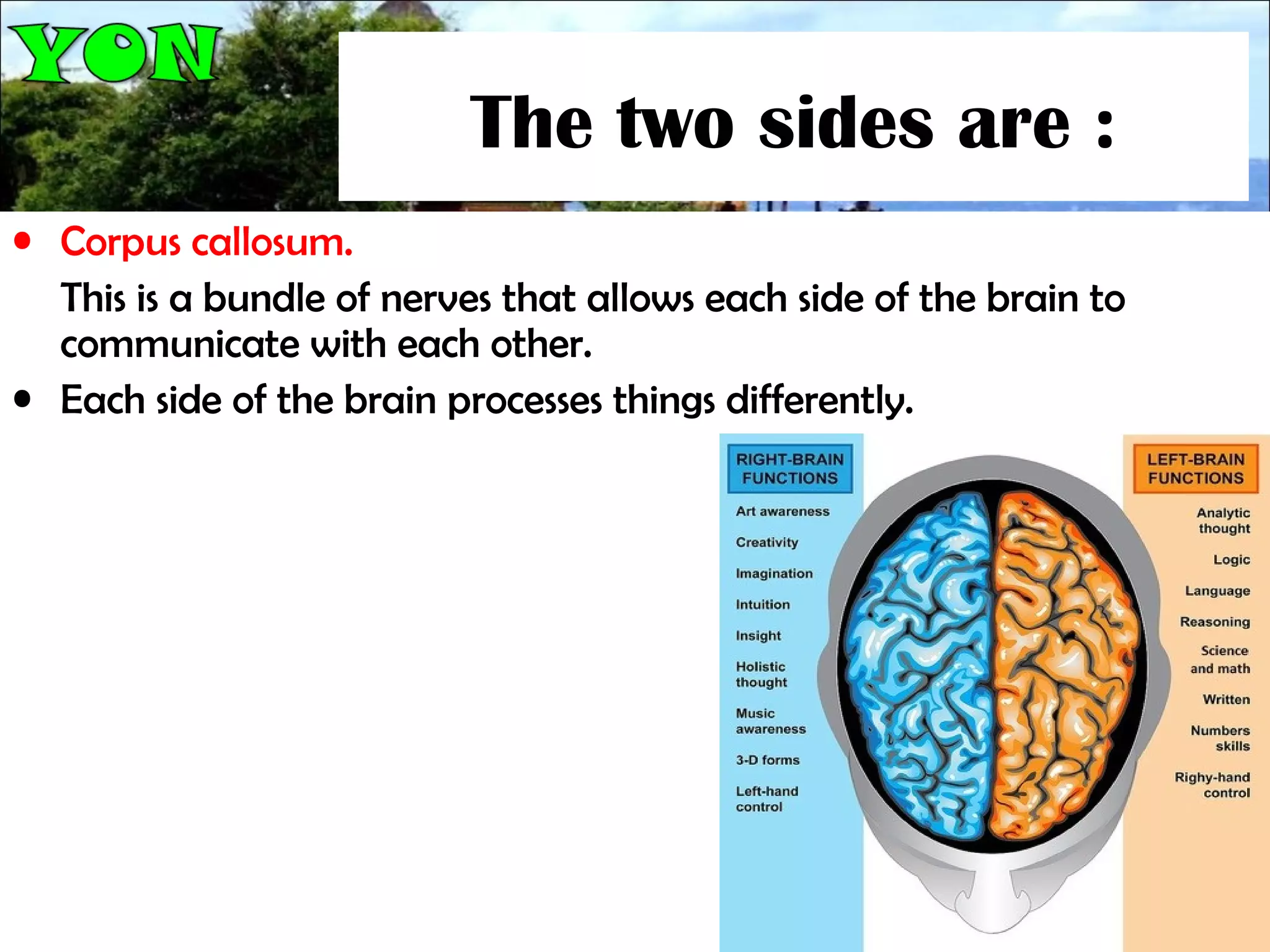 BRAIN FUNCTION - PSYCHOLINGUISTICS | PPT | Brain and Nervous System ...