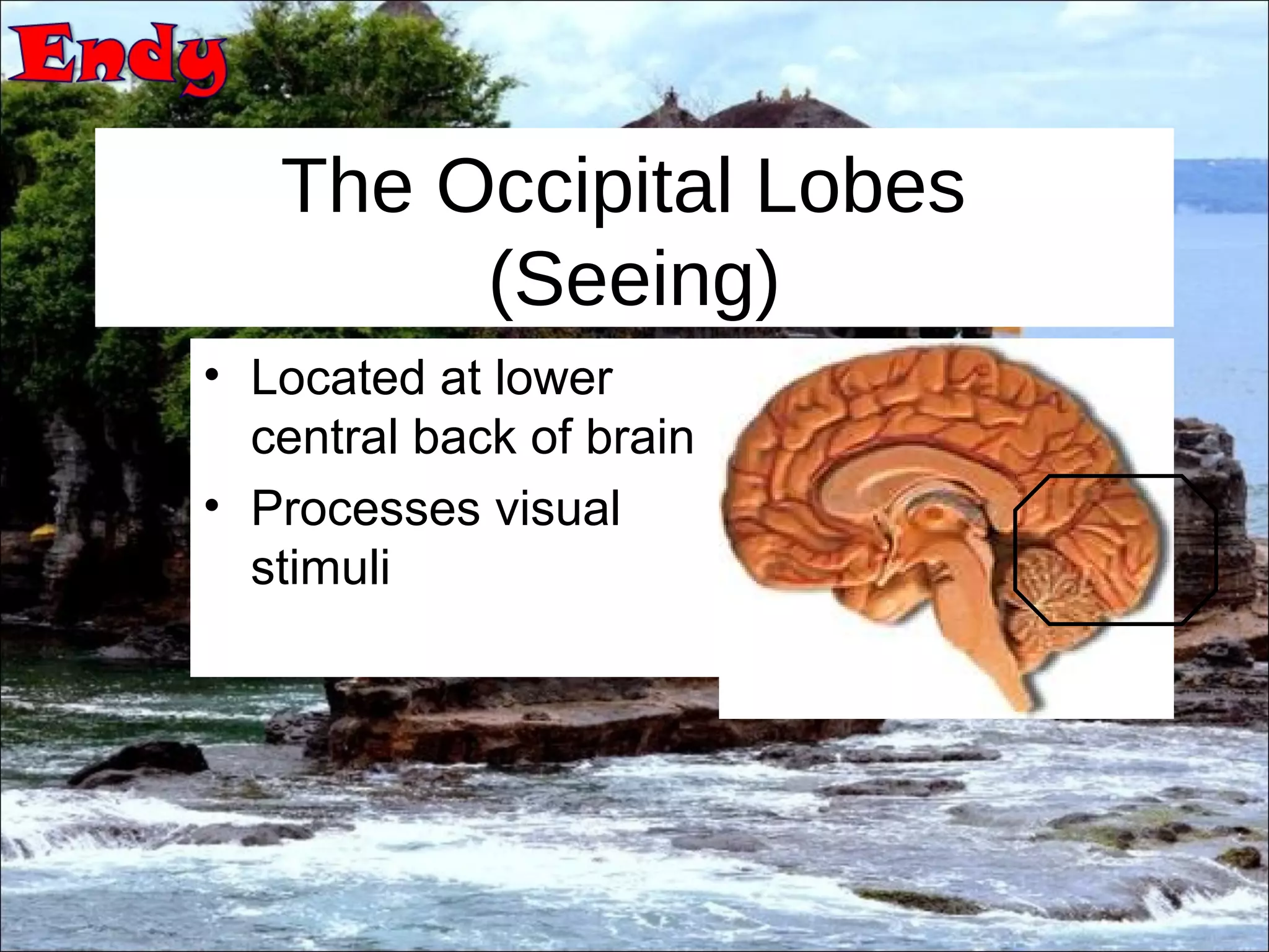 BRAIN FUNCTION - PSYCHOLINGUISTICS | PPT | Brain and Nervous System ...