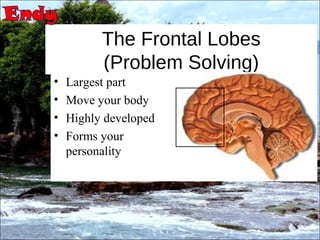 BRAIN FUNCTION - PSYCHOLINGUISTICS | PPT | Brain and Nervous System ...