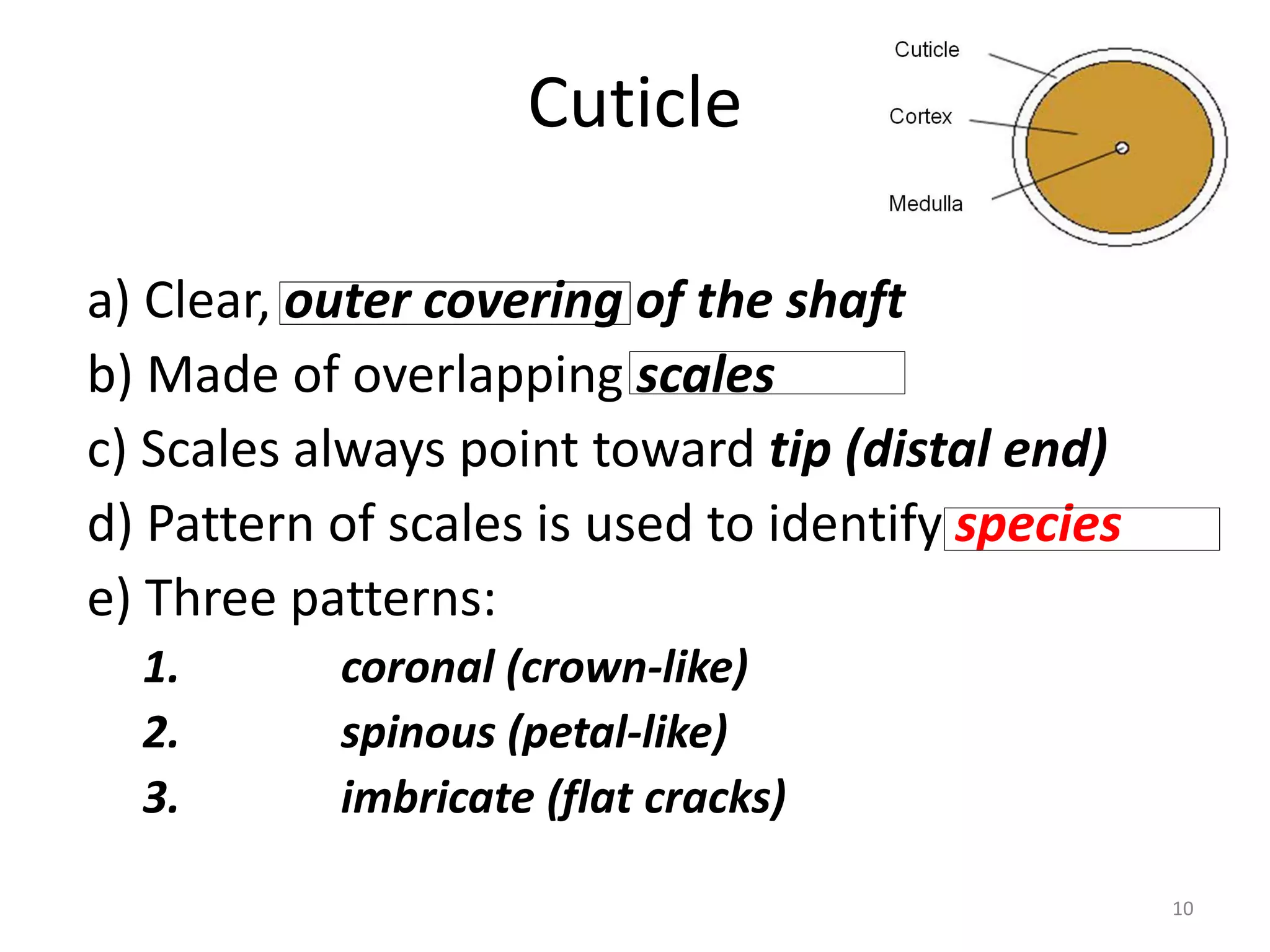 1st hair notes teacher | PPTX