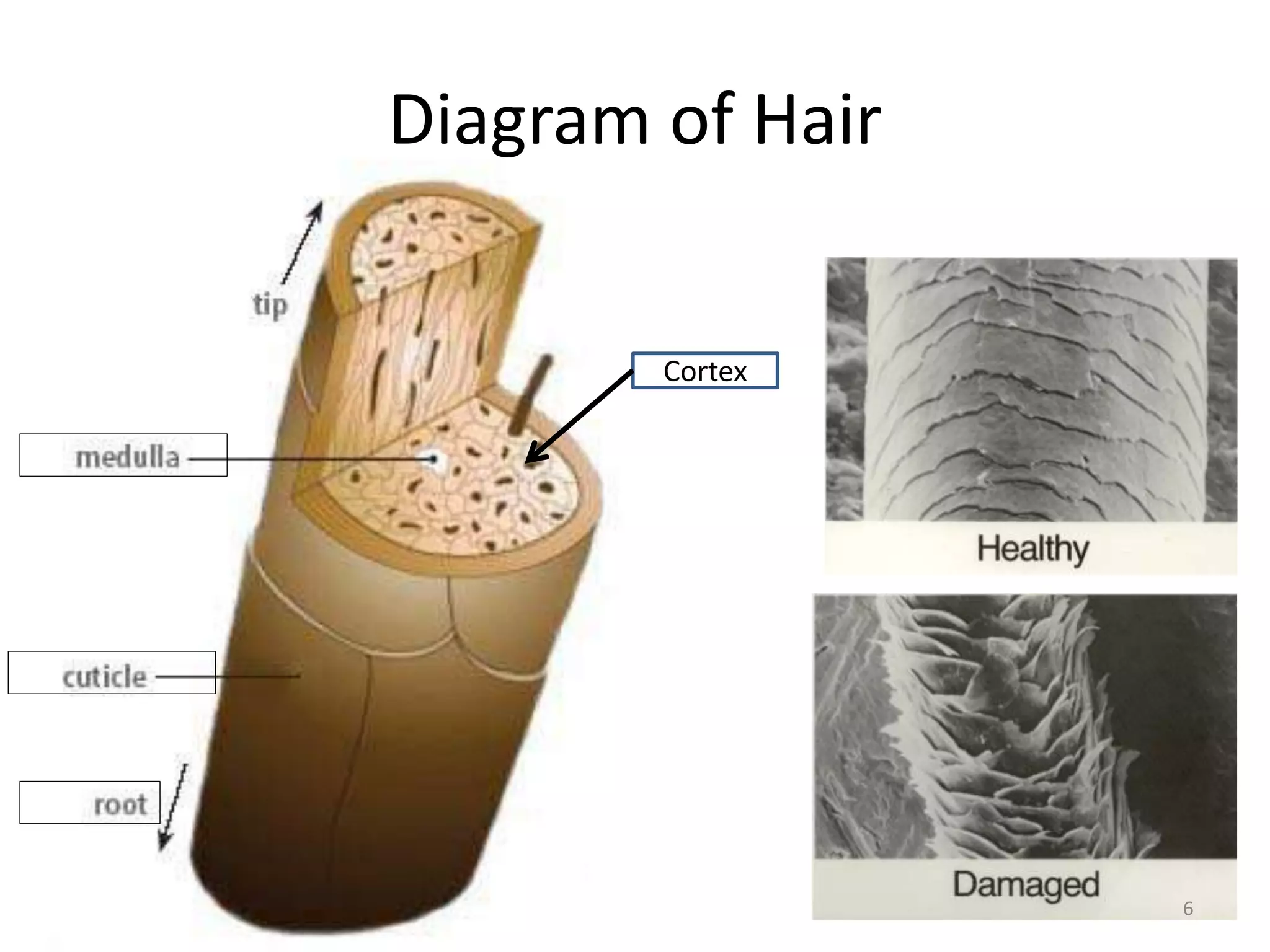 1st hair notes teacher | PPTX