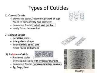 1st hair notes teacher | PPTX