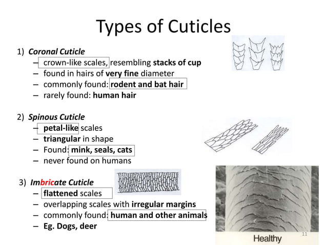 1st hair notes teacher | PPT